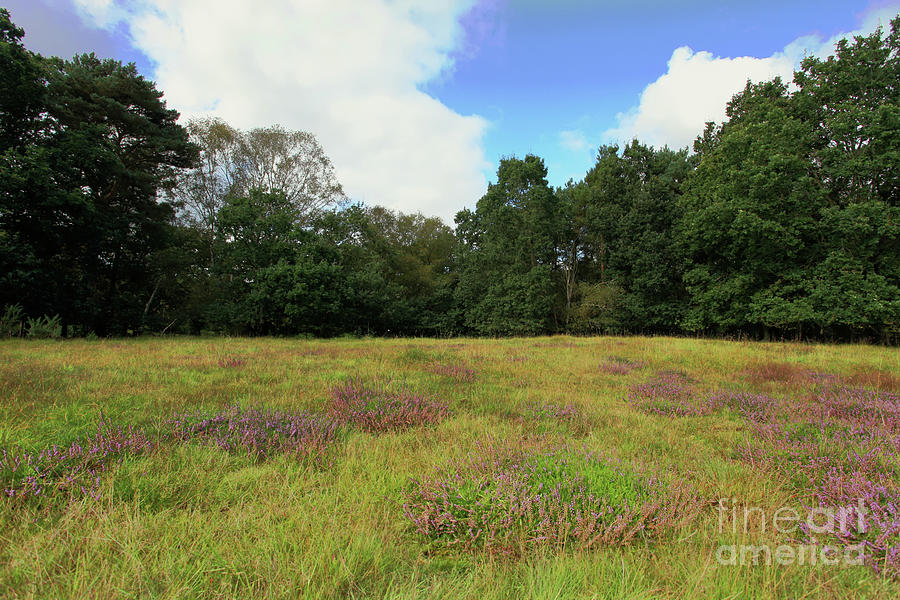 Mature tree trunk Photograph by Tom Gowanlock - Fine Art America
