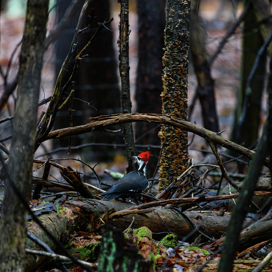 Pileated Woodpecker Photograph by Dustin Clark | Pixels