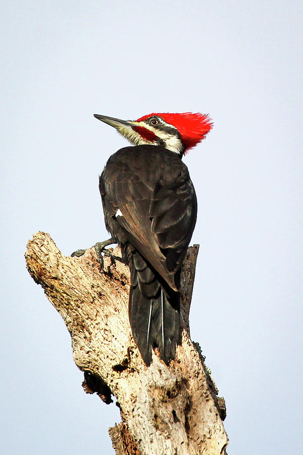 Pileated Woodpecker Photograph by Heather Earl - Fine Art America