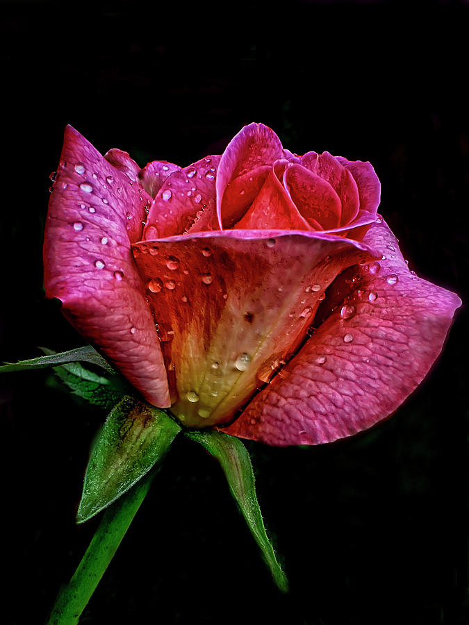 Rose Photograph by Vladimir Rayzman - Fine Art America