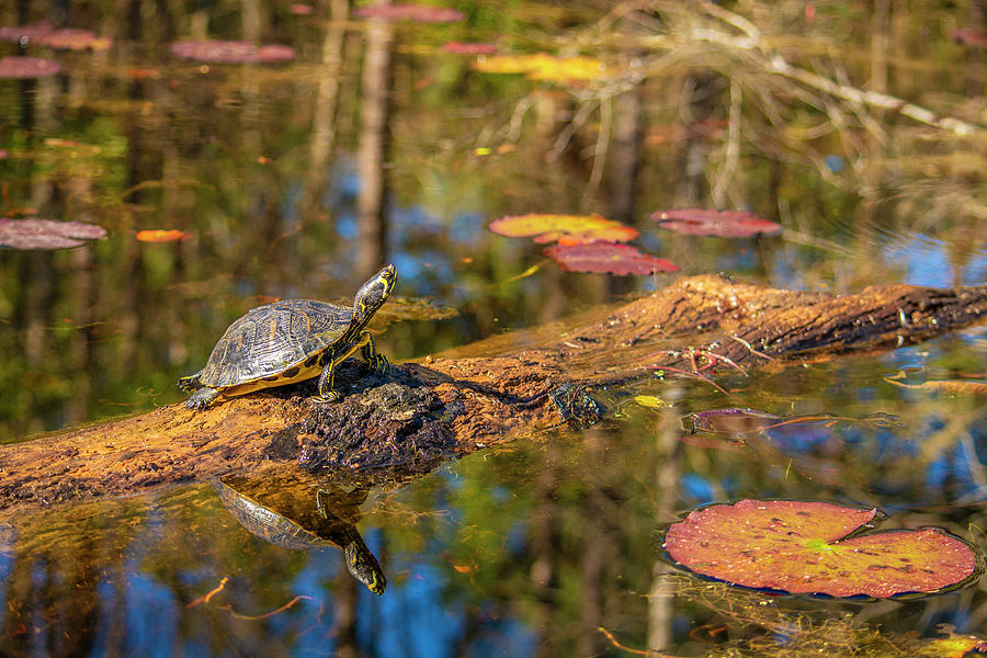 Slider Turtle Photograph by Margaret Wiktor - Fine Art America