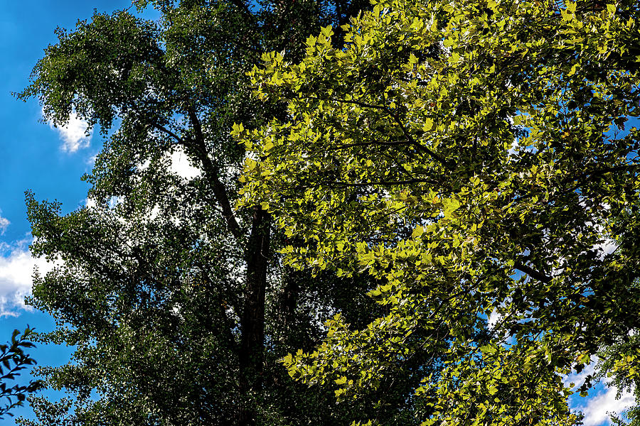 Summer Trees Photograph by Robert Ullmann | Fine Art America