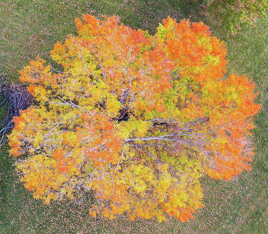 Tree #2 Photograph by Caleb Howard - Fine Art America