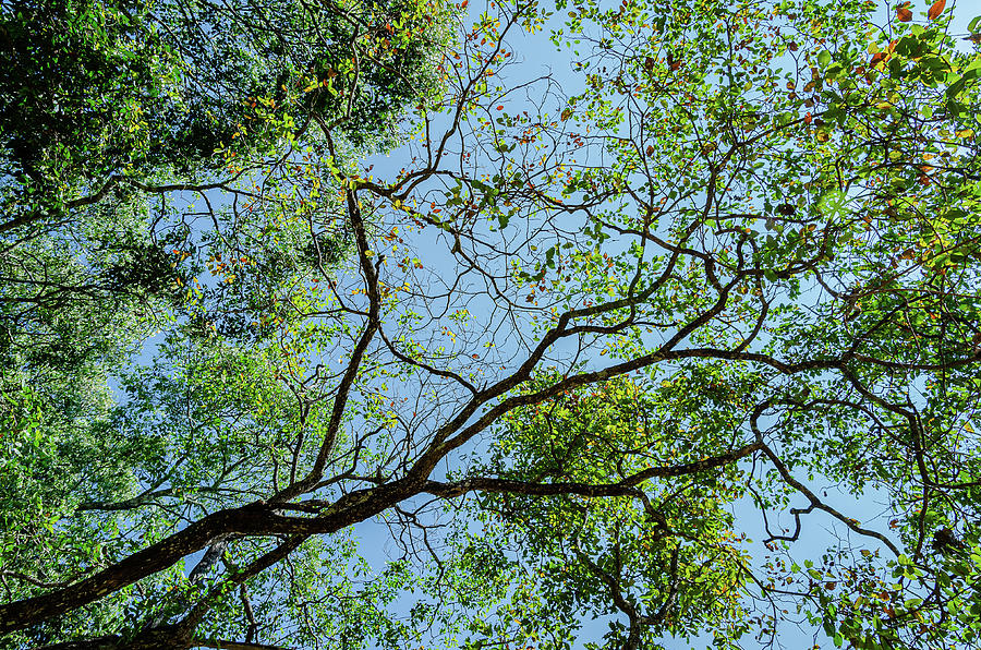 Tree canopy Photograph by DSLucas - Fine Art America