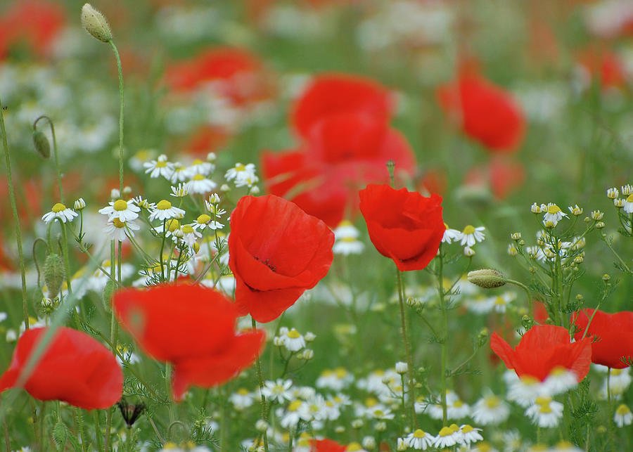 Poppy Pyrography By Color Your Wall Pixels