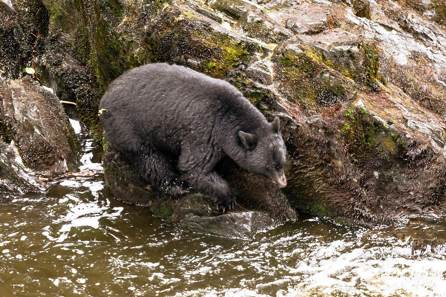 Alaskan Black Bears Photograph by Al Ungar - Fine Art America