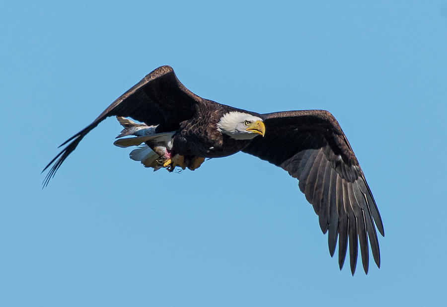 Bald Eagle with catch Photograph by Deborah Springer - Fine Art America