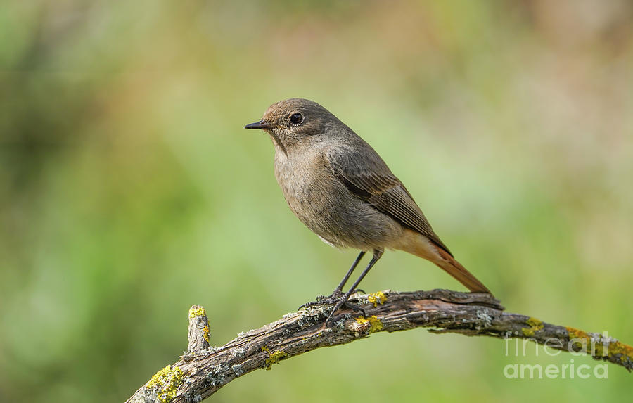 Black redstart, Phoenicurus ochruros, female, Europe. Photograph by ...