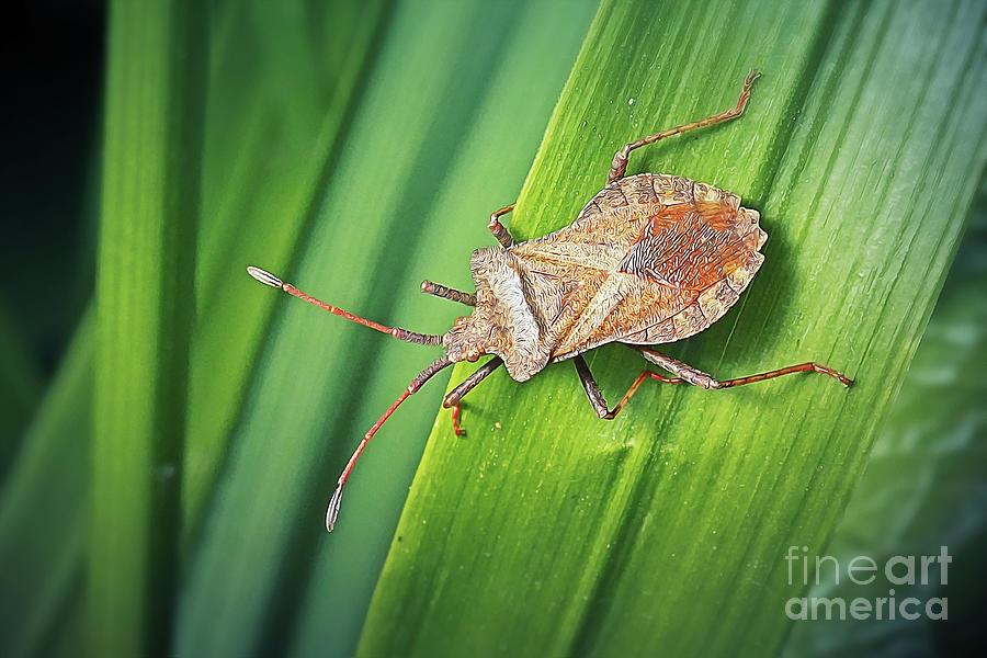 Coreus marginatus Dock Bug Insect Photograph by Frank Ramspott - Fine ...