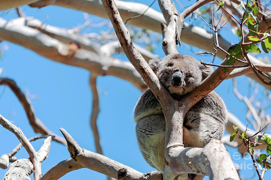 Cute Koala on a Gum Tree Branch at Cape Otway Great Ocean Road ...