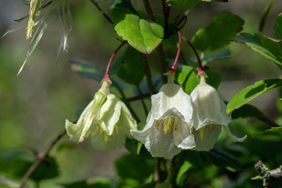 Delicate light yellow flower of Clematis cirrhosa vine #3 Photograph by ...