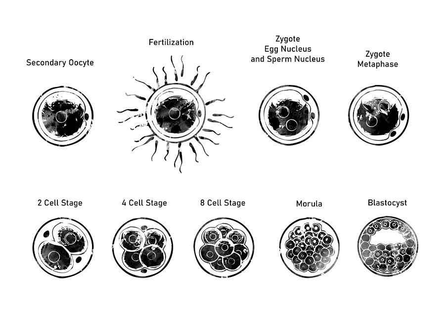 Developement of Fertilised Cell Stages Digital Art by Erzebet S - Fine Art America