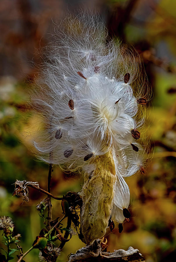 Fall Foliage - Exploding Seed Pod Photograph by Robert Ullmann | Fine ...