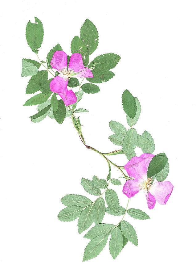 Flower Scan Photograph by Steve Gandy - Fine Art America