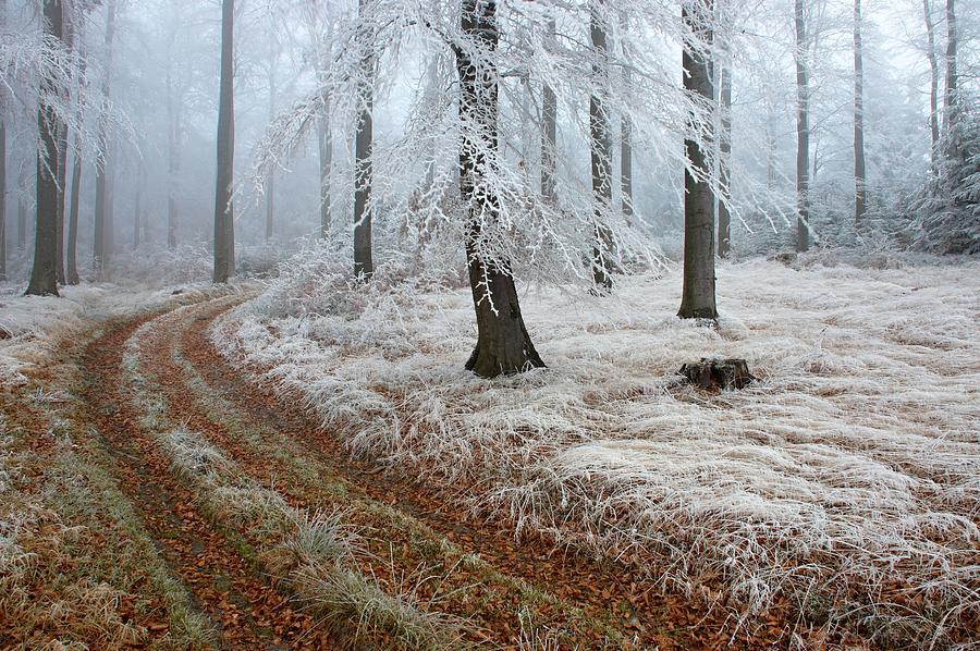 Forest path Photograph by Tom Pavlasek - Pixels