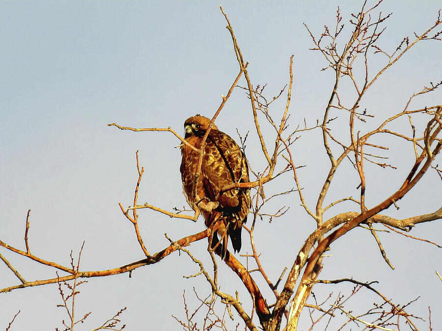 Hawk Photograph by Luis Velazquez - Fine Art America