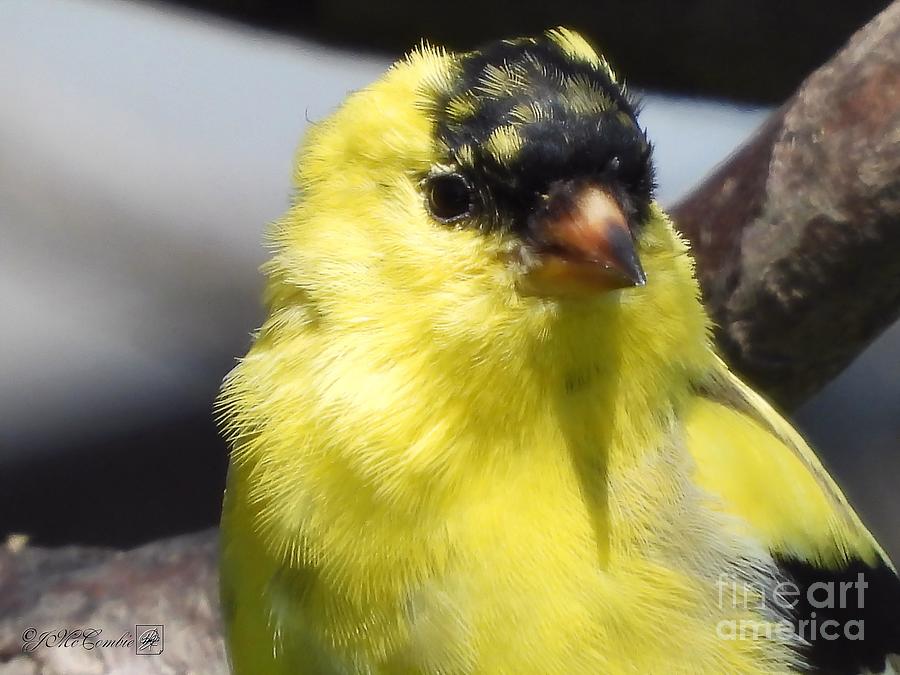 Male American Goldfinch in Spring Photograph by J McCombie - Fine Art ...