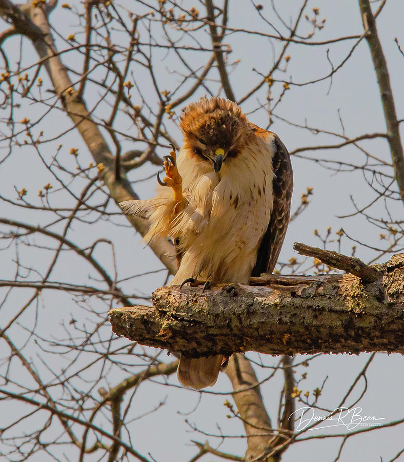 Red Tail Hawk Photograph by Dennis Bean - Fine Art America