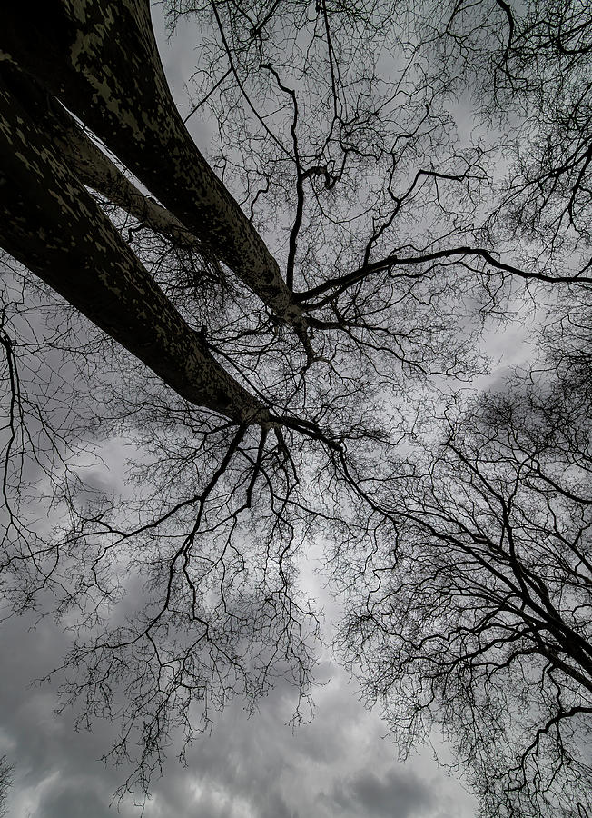 Spring Trees and Storm Clouds Photograph by Robert Ullmann - Fine Art ...