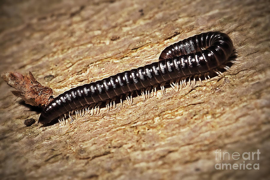 Tachypodoiulus niger Black Millipede Photograph by Frank Ramspott ...