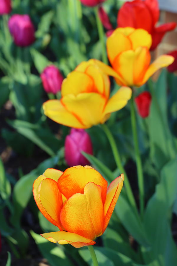 356 Lovely Tulips 3 Photograph by Marcia Major-Albert - Fine Art America
