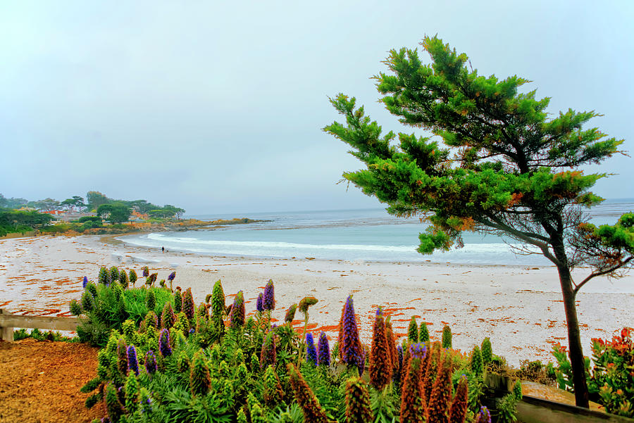 Beach Scene in Morning-Carmel, California Photograph by William Reagan ...