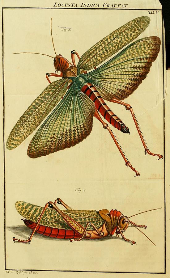 Insects Mixed Media by Beautiful Nature Prints | Fine Art America