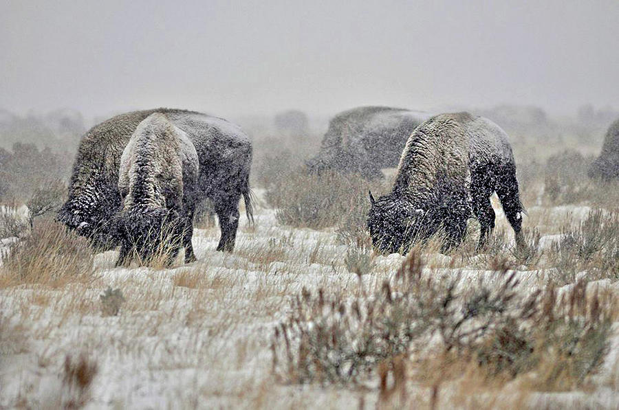Bison Photograph by Kerry Singleton - Fine Art America