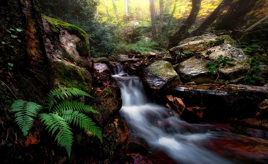 Stream Digital Art by Celestina Paul - Fine Art America