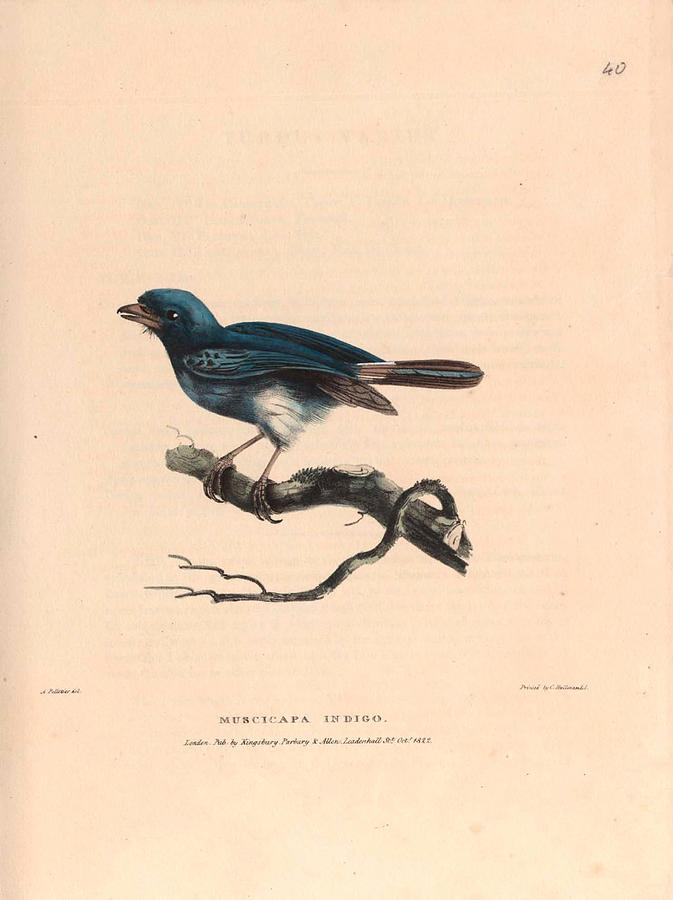 Zoological researches in Java and the neighbouring islands Drawing by ...