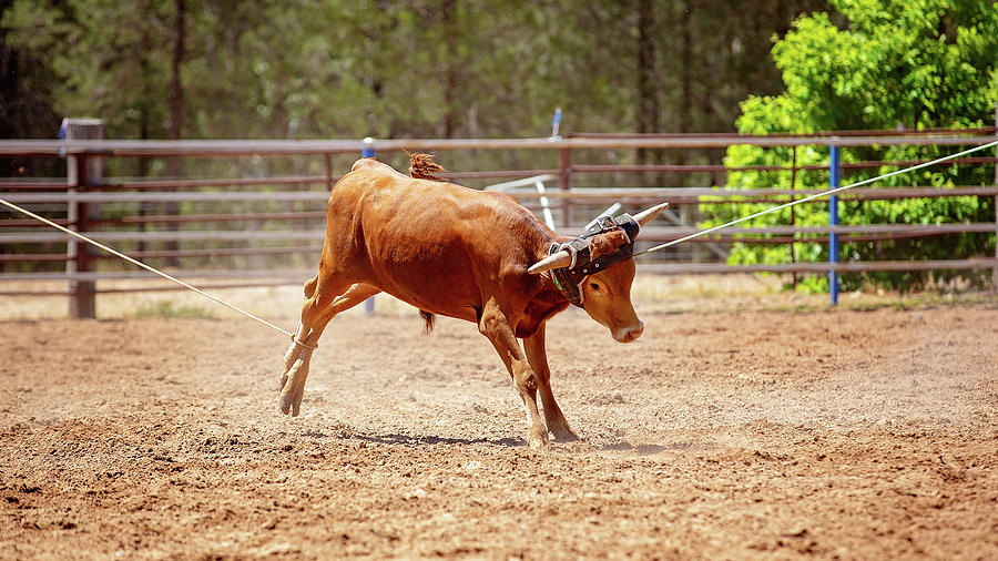 Calf Roping Photograph by Michele Jackson - Fine Art America