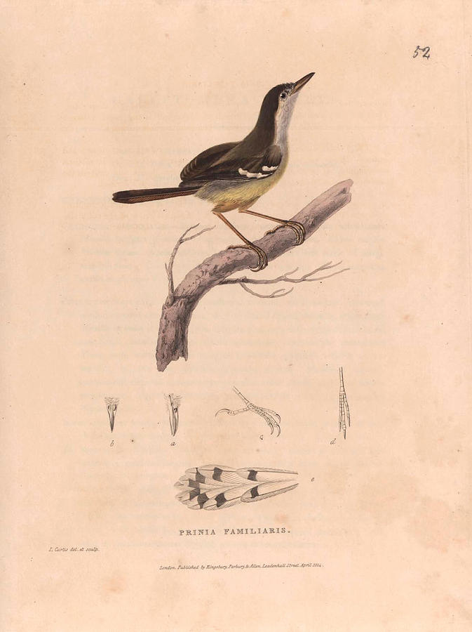 Zoological researches in Java and the neighbouring islands Drawing by ...