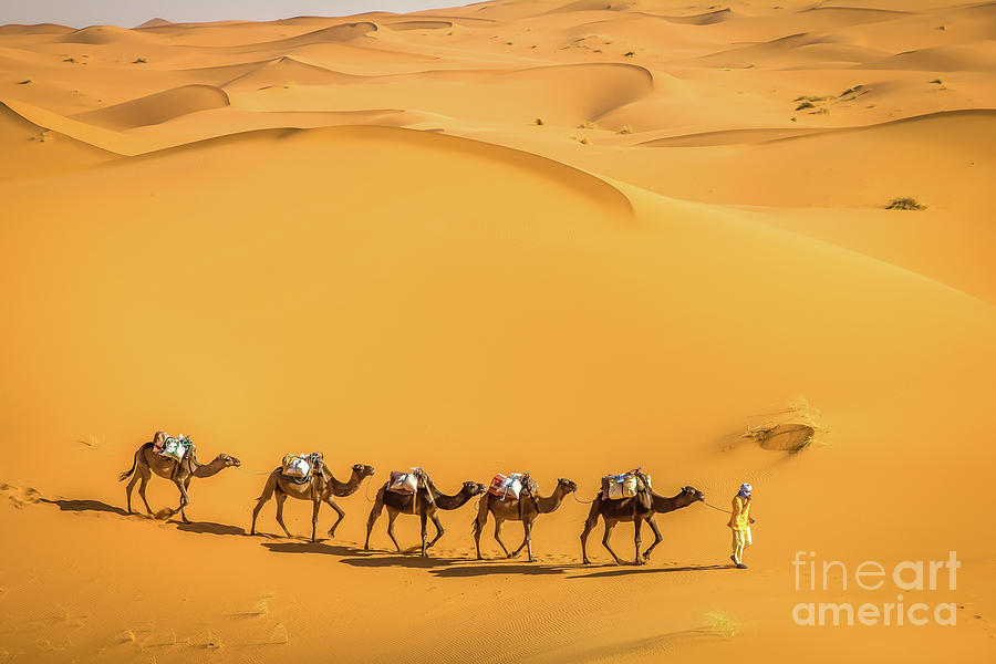 Camel Caravan Going Through The Sahara Desert In Morocco At Sunrise Photograph by Ross Vaughan ...