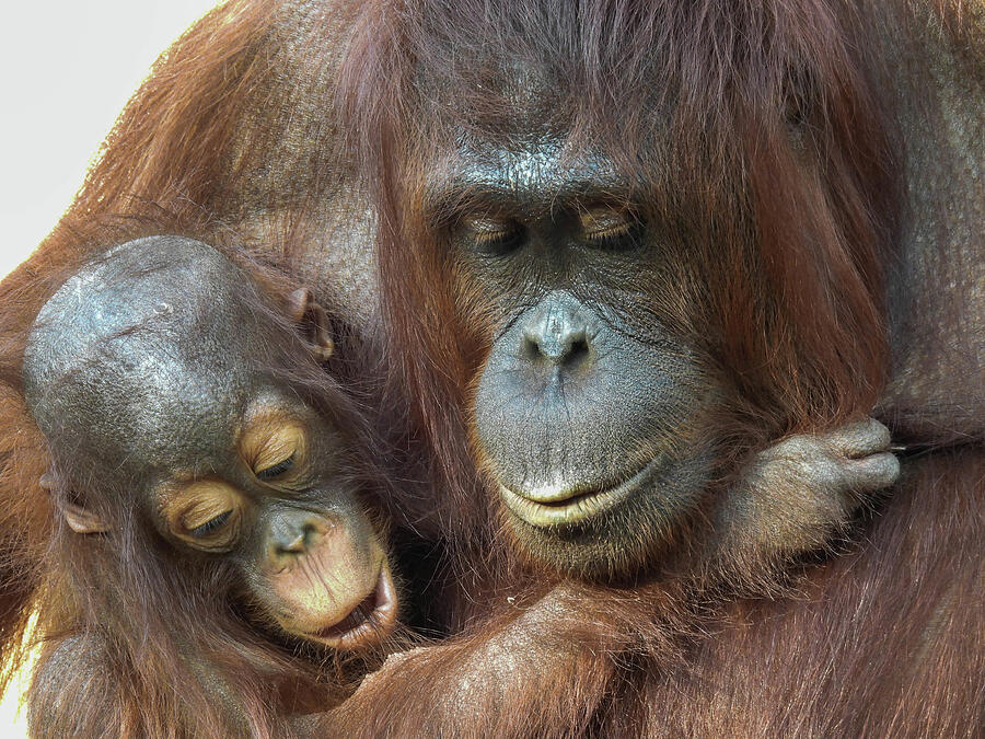 Captive mother and baby orangutan in Tampa, Florida Photograph by Lisa ...