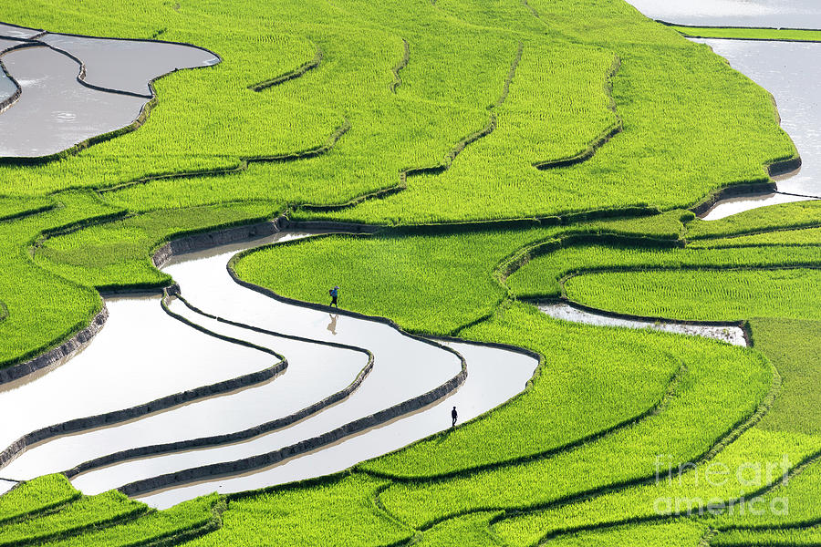 Curved lines of Terraced rice field Photograph by Quang Nguyen Vinh ...