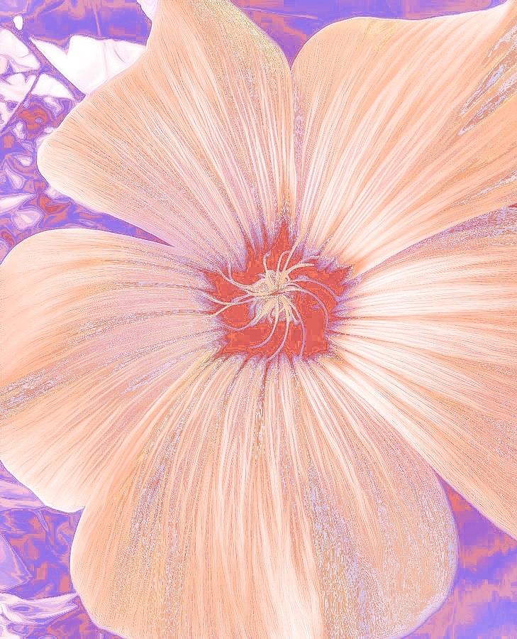 Flower power Photograph by Christopher Genheimer - Pixels