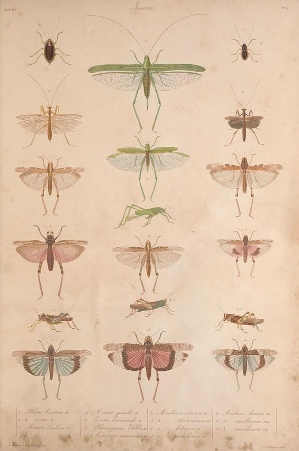 Insects Mixed Media by Beautiful Nature Prints - Fine Art America