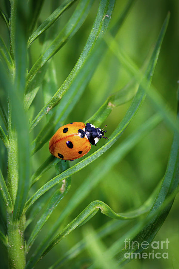 Macro photography of a ladybug in its natural habitat Photograph by ...