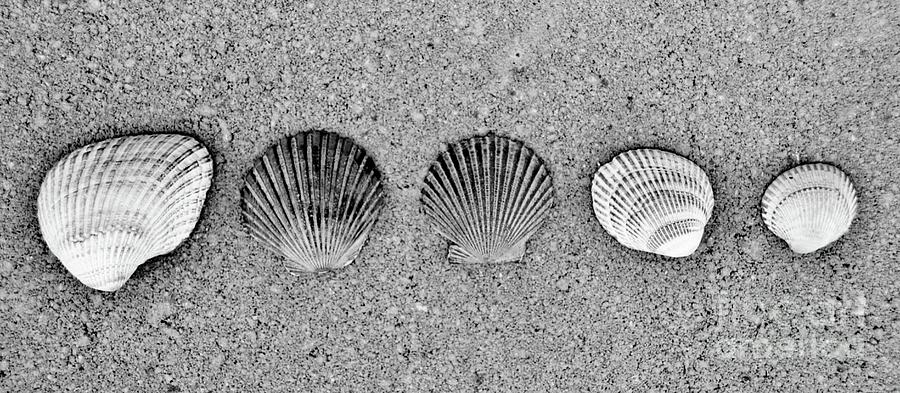 5 Shells Photograph by Powerful Visuals - Fine Art America