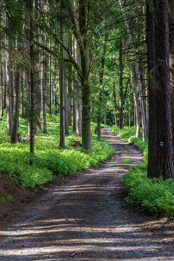 Walking path in forest. Forest road. Photograph by Lubos Chlubny - Pixels
