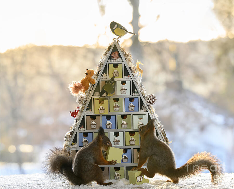 Red Squirrel, squirrel, Sciurus vulgaris, Eurasian red squirrel, #525 Photograph by Geert Weggen ...