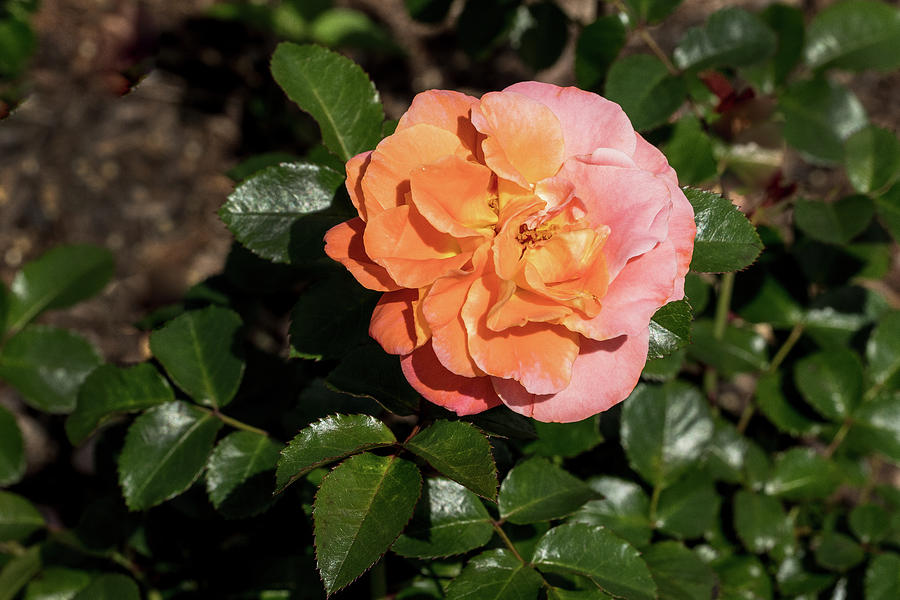 58. 2026-4 Mango Veranda Rose in Color Photograph by M K Miller - Pixels