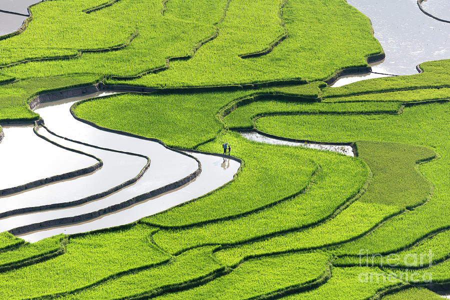 Curved lines of Terraced rice field Photograph by Quang Nguyen Vinh