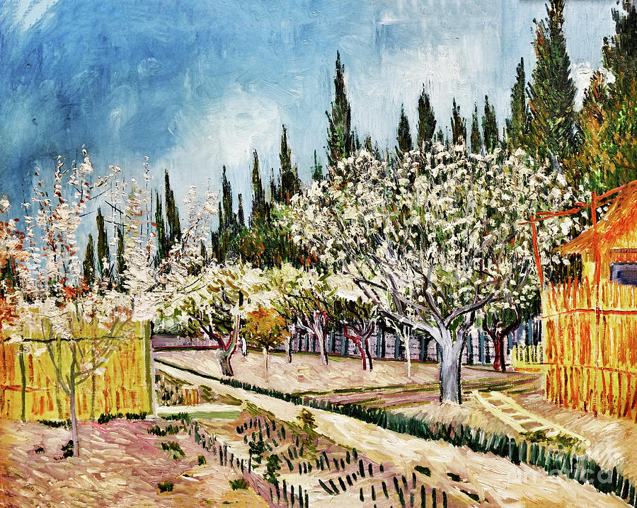 Orchard Bordered By Cypresses Painting by Vincent Van Gogh | Fine Art ...