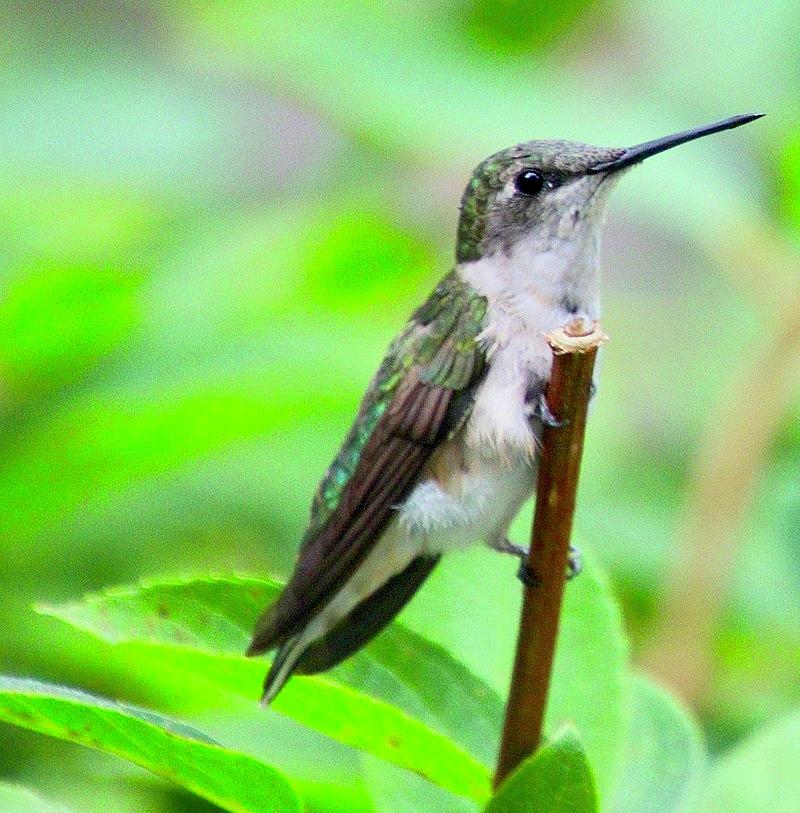 The Native Ancient Indigenous Hummingbird In North America Free High ...
