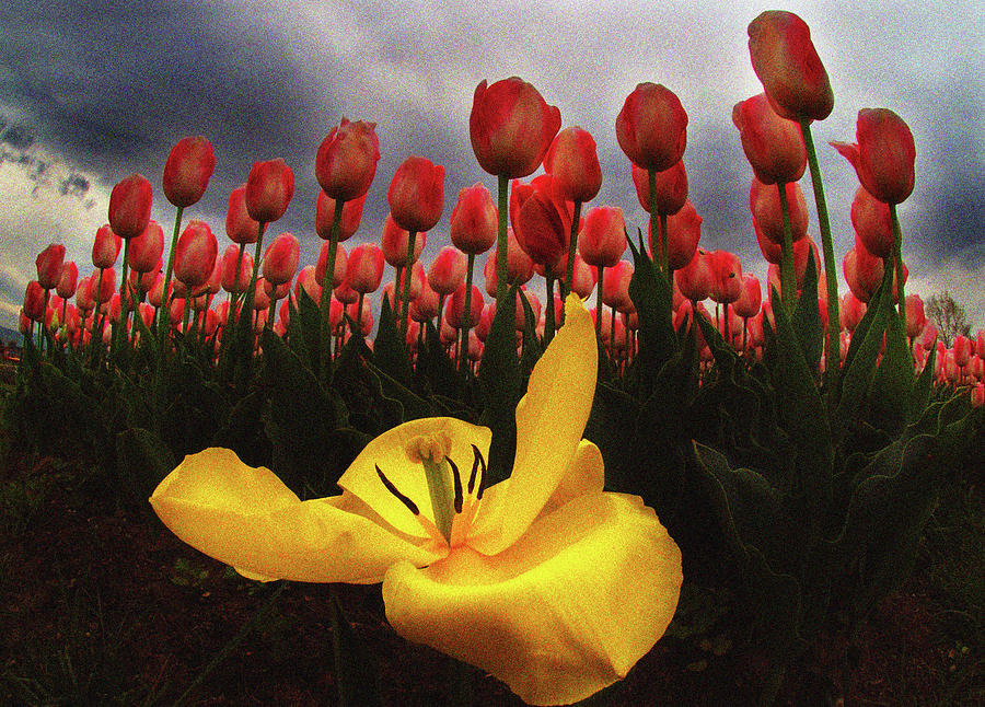 Tulip Photograph by Husna Altin - Fine Art America