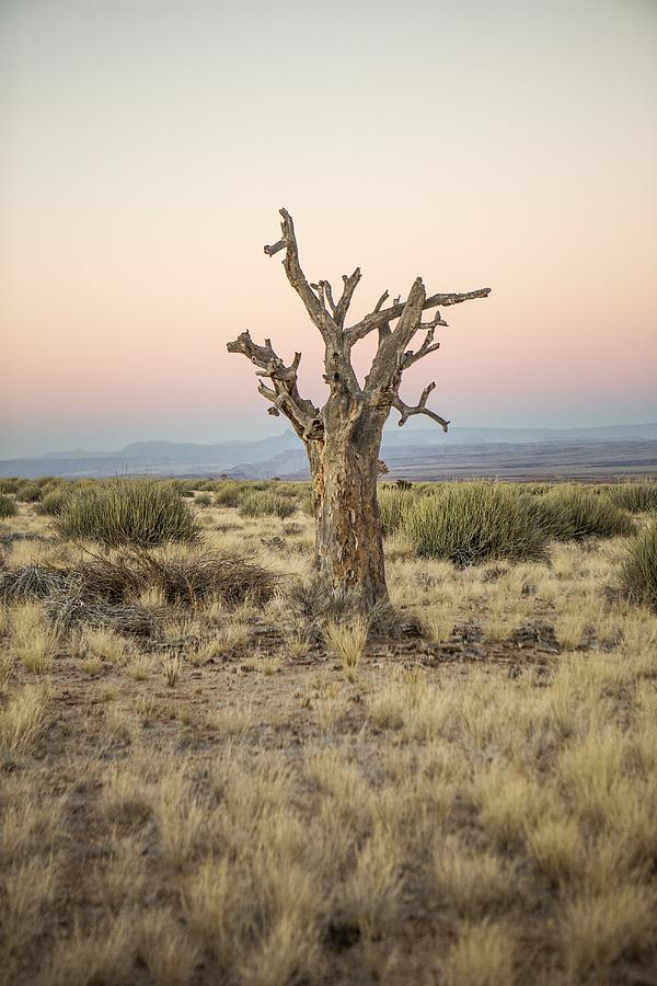 625342 Kokerboom tree Photograph by Universal Images Group - Fine Art ...