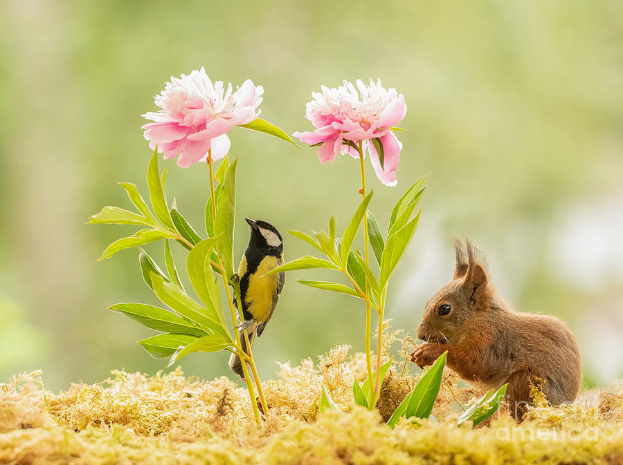 Squirrel Red Squirrel Sciurus Vulgaris Eurasian Red Squirrel 646 Photograph By Geert Weggen