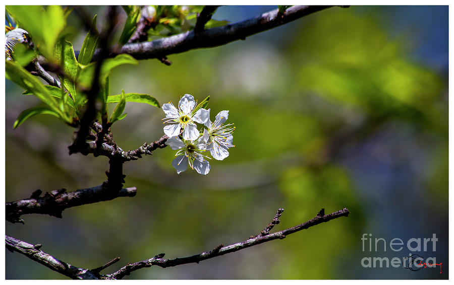 Life around us Photograph by Cuong Nguyen Duy - Fine Art America