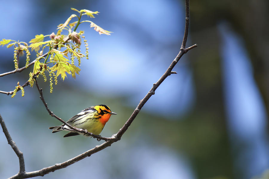 BlackBurnian Warbler Photograph by Brook Burling - Fine Art America